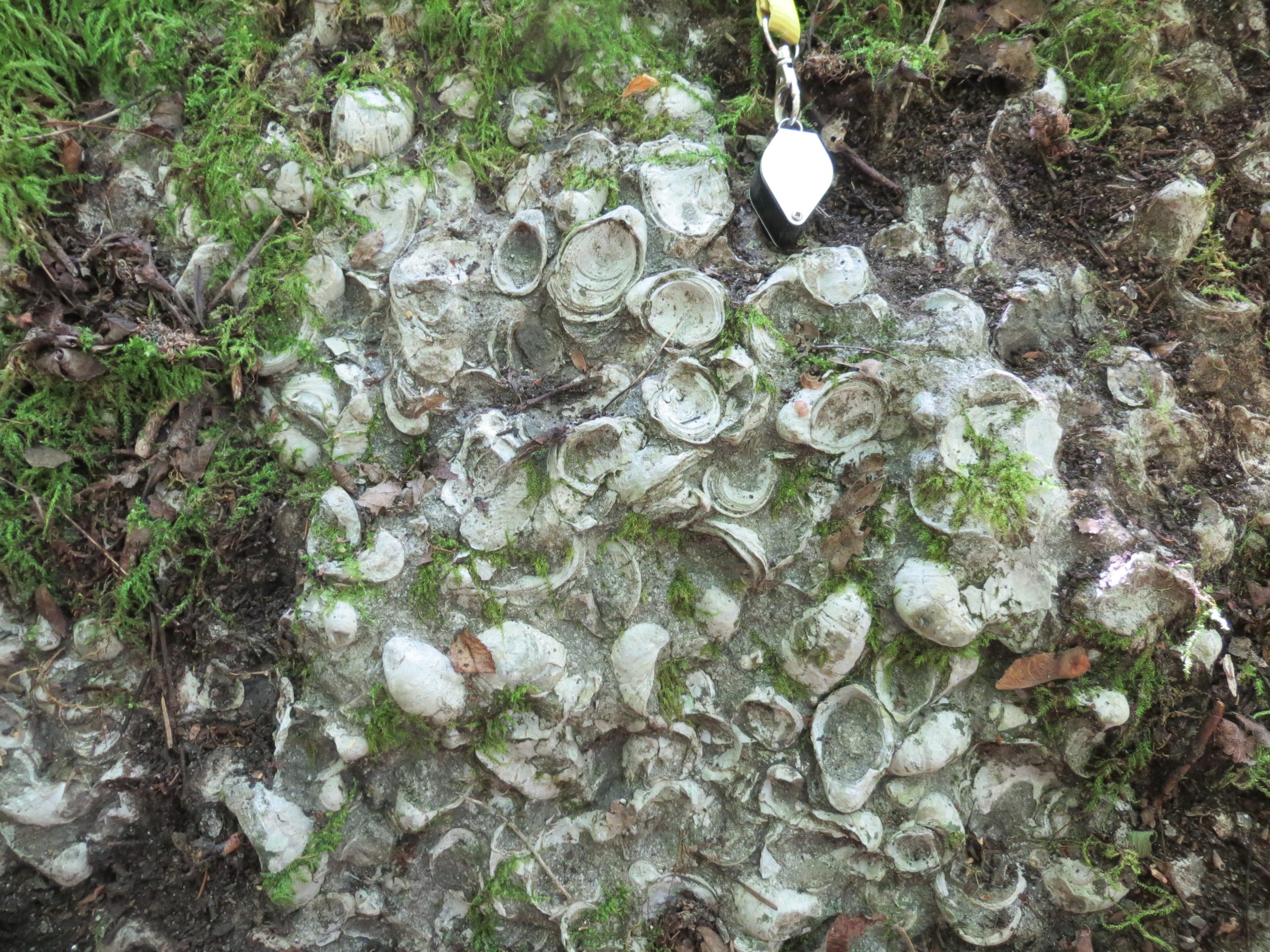 Stratigraphie et rock typing • Hydro-Geo